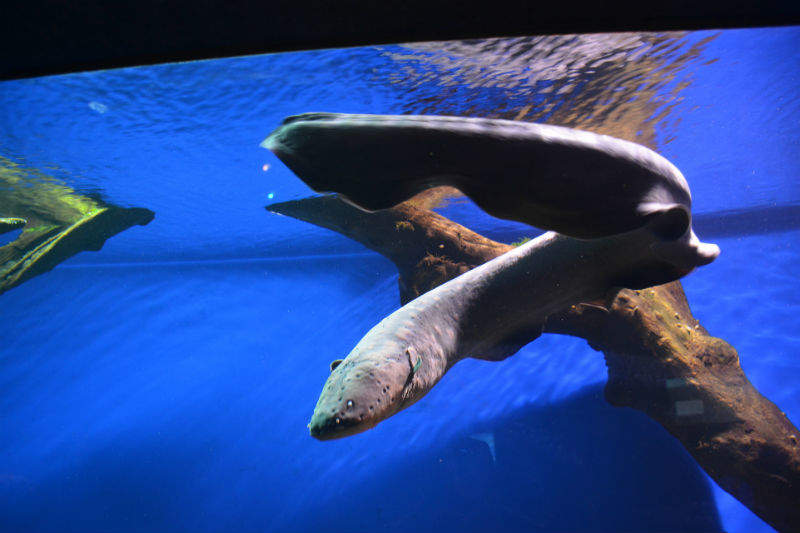 Energy alternatives: Eight of the most exciting for the future