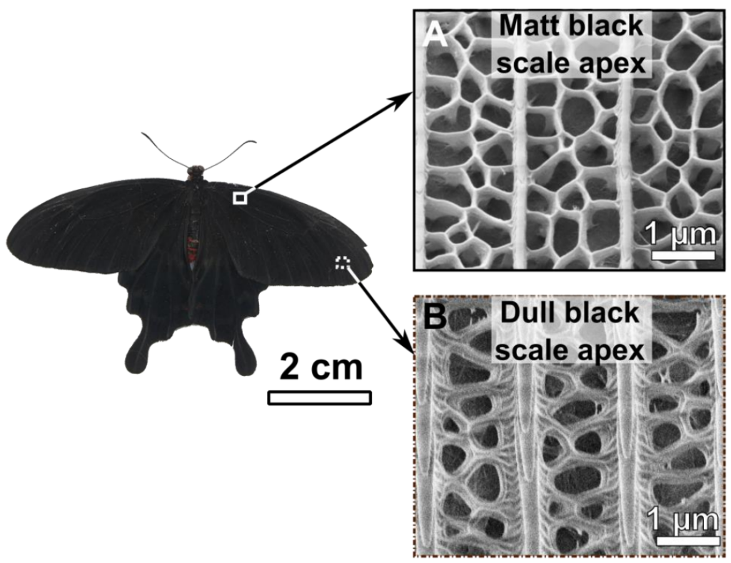 Biomimicry: powering the world with lessons from nature - Power Technology